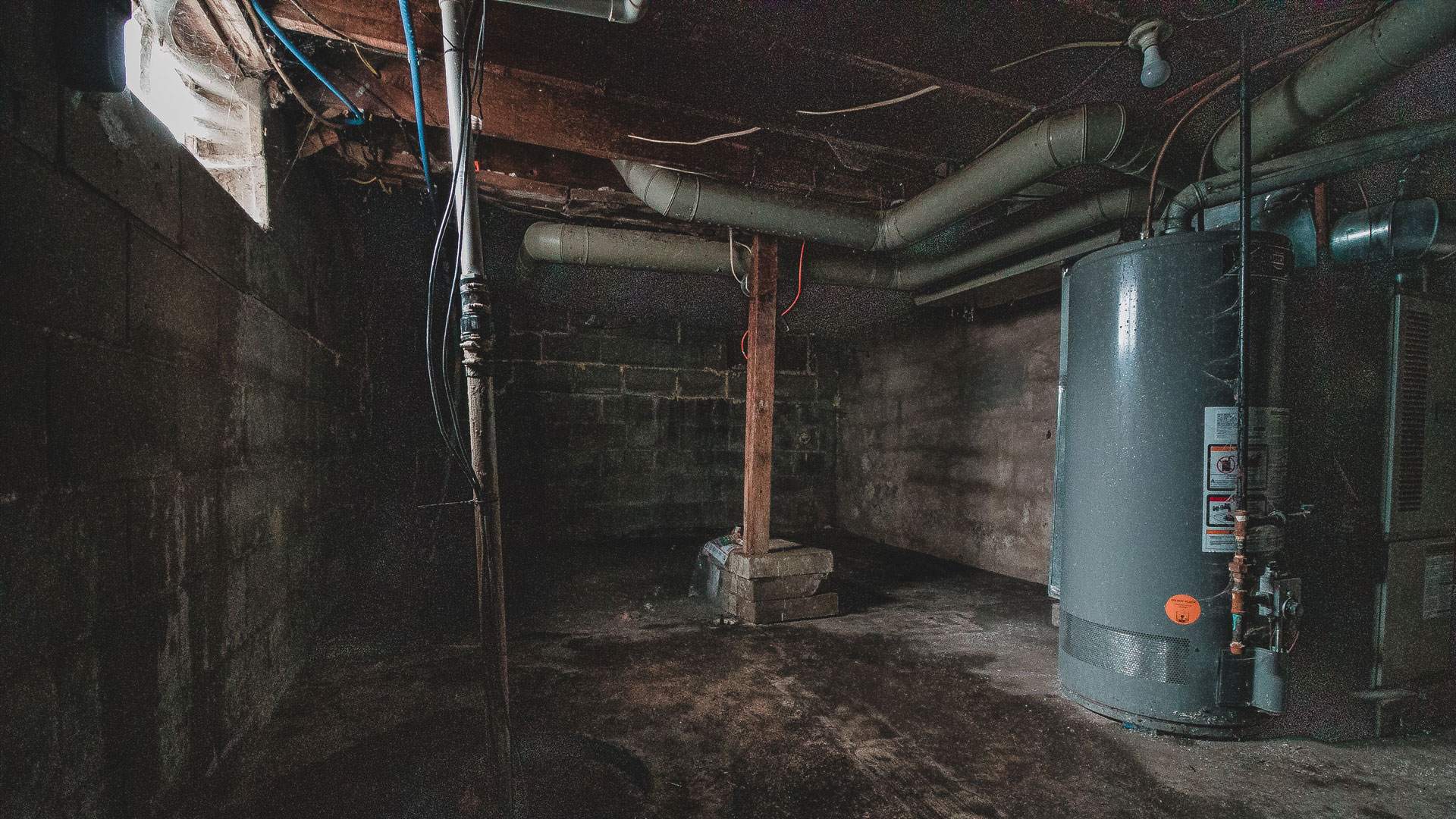 What Kind of Bugs Are in Your Basement? - Eco Care Pest Management