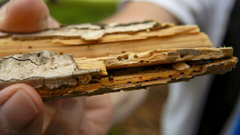 The Silent Destroyers: Preventing Termite Infestations This Spring ...