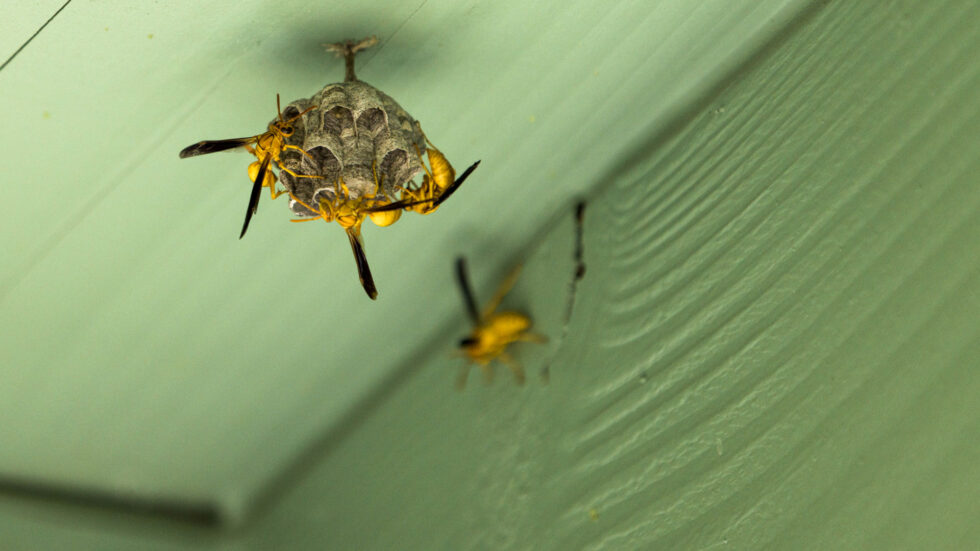 Stinging Pests: How to Handle Wasps, Hornets, and Carpenter Bees - Eco ...