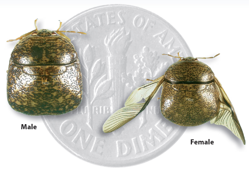 Invasive Species in Maryland - Eco Care Pest Management