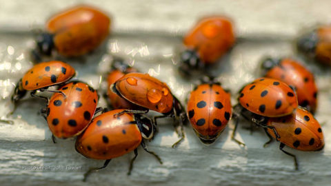 How To Get Rid Of A Ladybug Infestation - Eco Care Pest Management